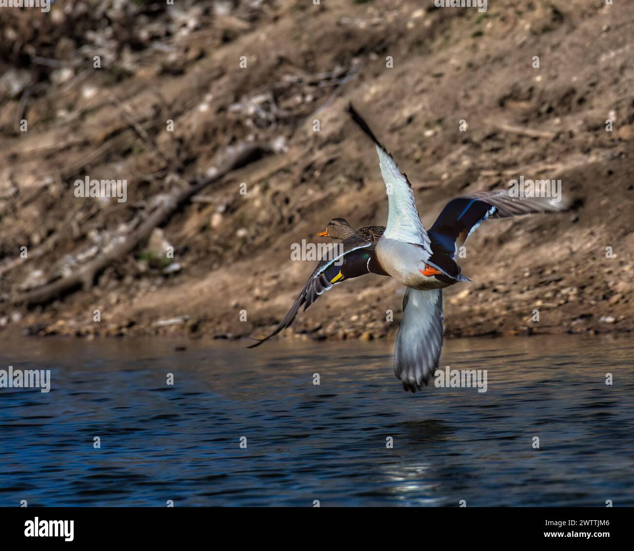 Descending bird hi-res stock photography and images - Alamy