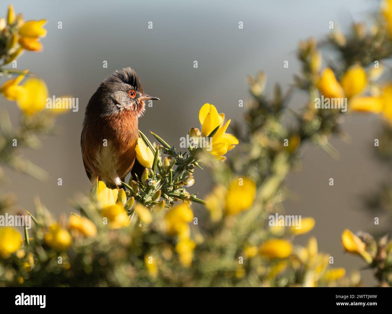 Male Dartford Warbler (Sylvia undata) perched on top of gorse bush ...