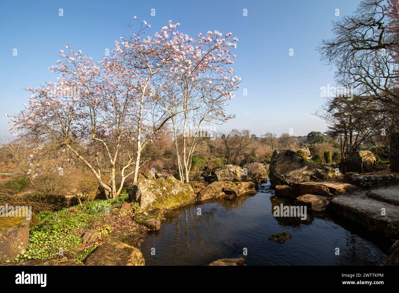 Magnolia Stellata 'Jane Platt’ in a wider sunny spring landscape with ...
