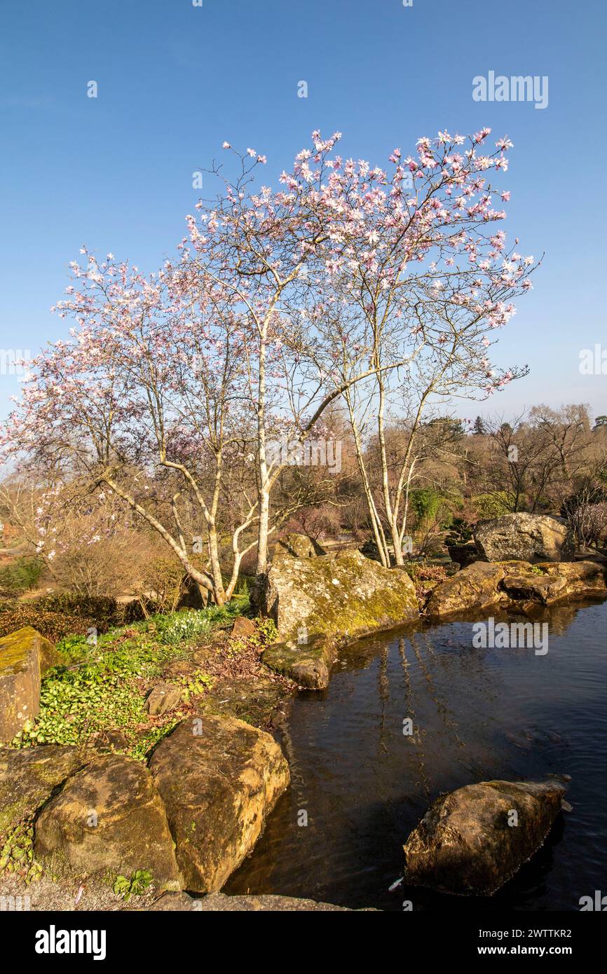 Magnolia Stellata 'Jane Platt’ in a wider sunny spring landscape with ...