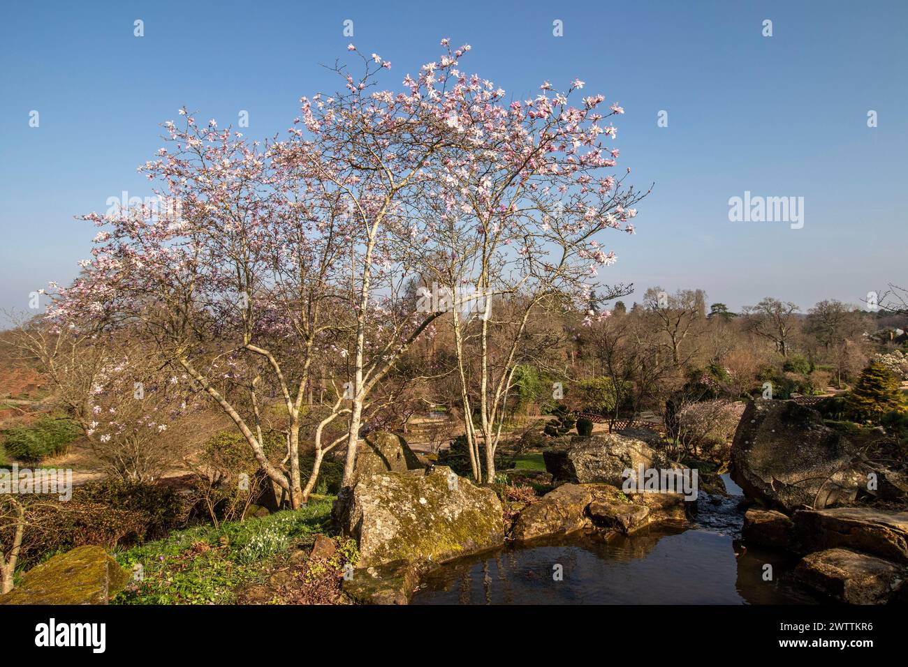 Magnolia Stellata 'Jane Platt’ in a wider sunny spring landscape with ...