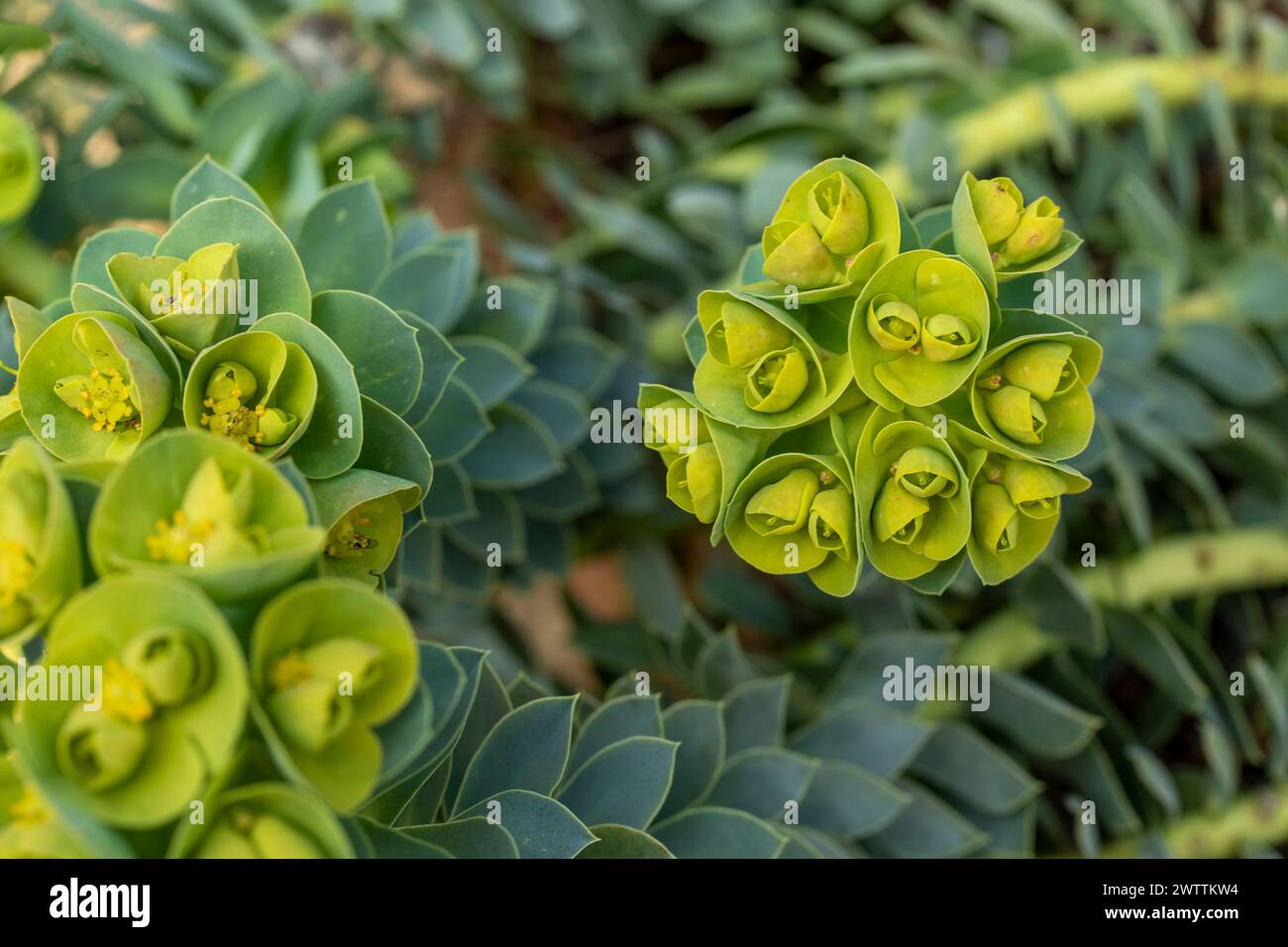 Natural close up intriguing plant portrait of Euphorbia myrsinites ...