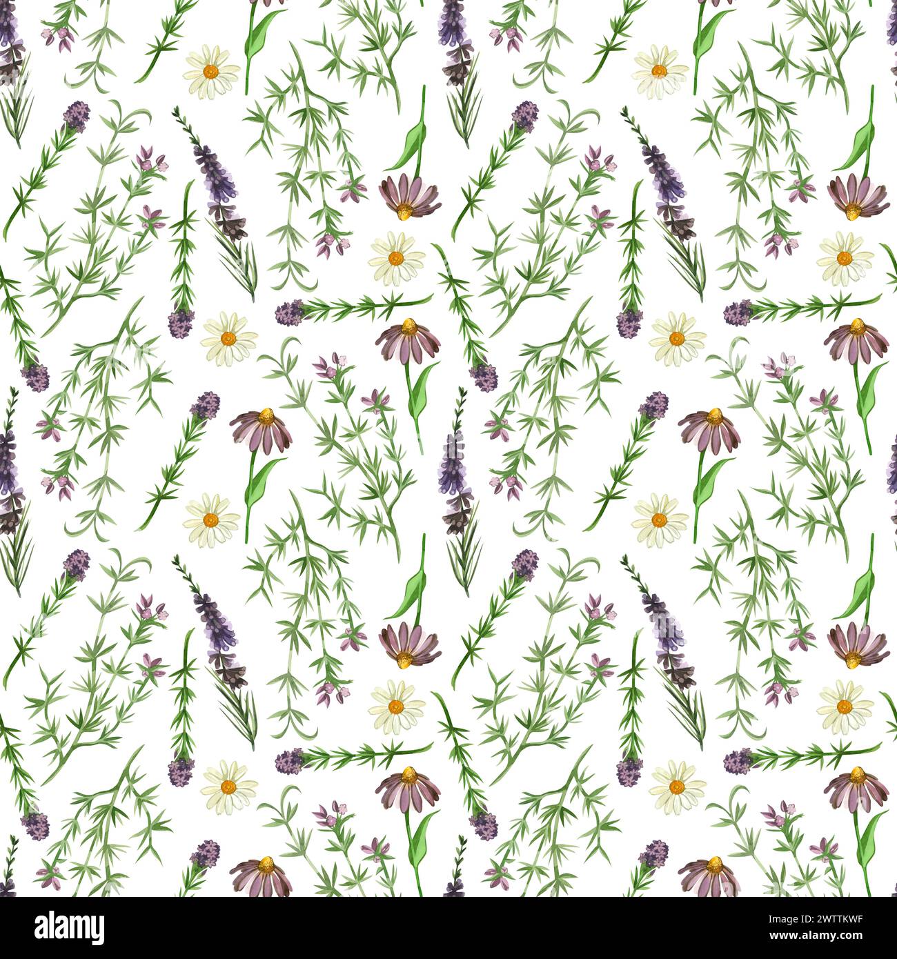 Watercolor pattern. Meadow grasses and flowers of echinacea, heather ...