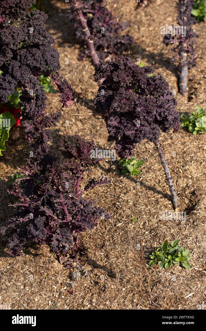 Highly nutritious Kale ‘Curly Scarlet’. Natural close up food plant ...
