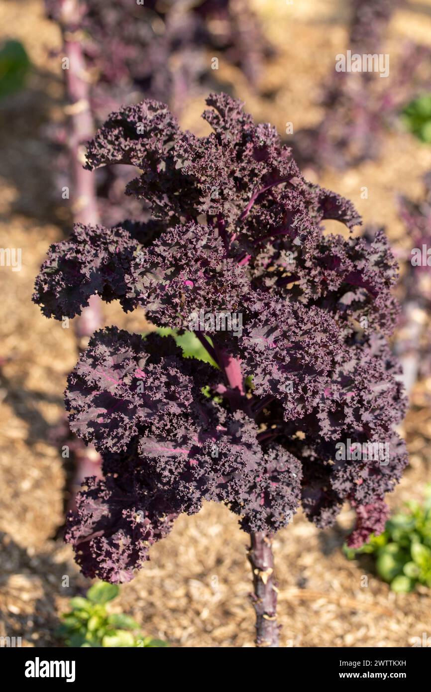 Highly nutritious Kale ‘Curly Scarlet’. Natural close up food plant ...