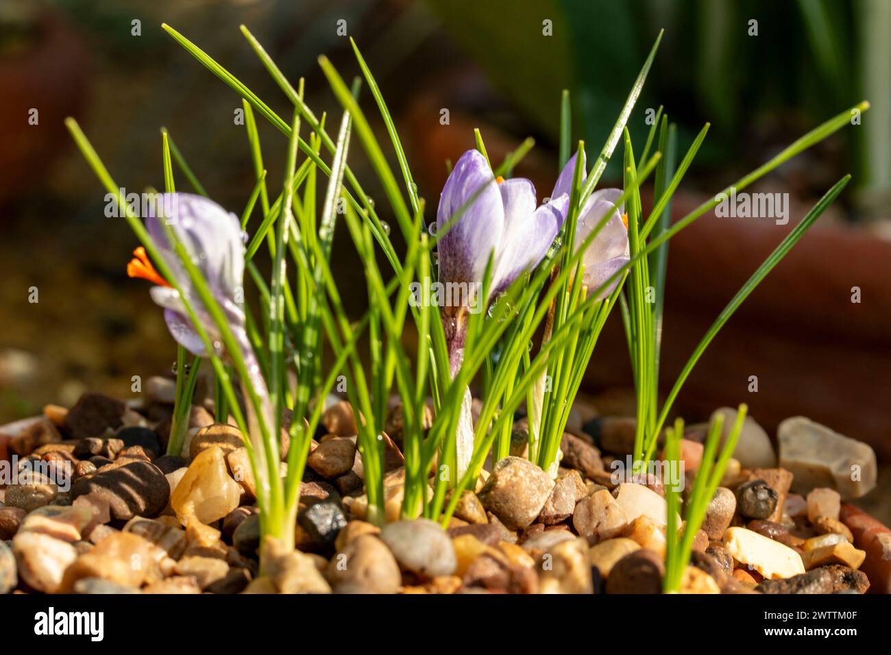 Small clump of the stunning Crocus Biflorus 'Blue Pearl’. Natural close ...