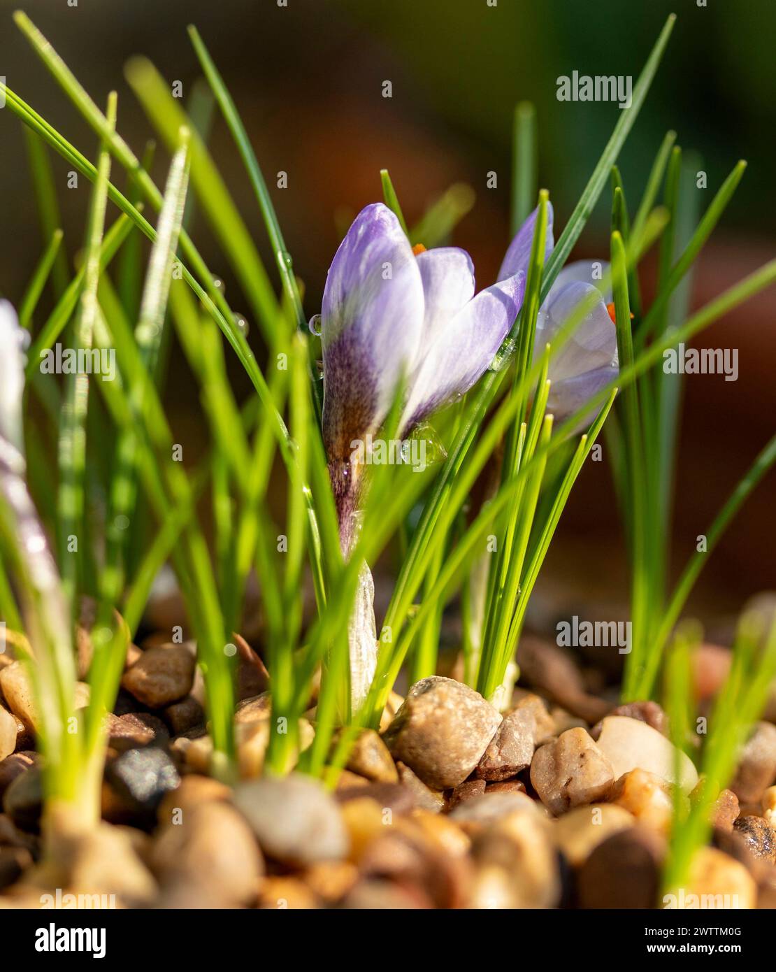 Small clump of the stunning Crocus Biflorus 'Blue Pearl’. Natural close ...