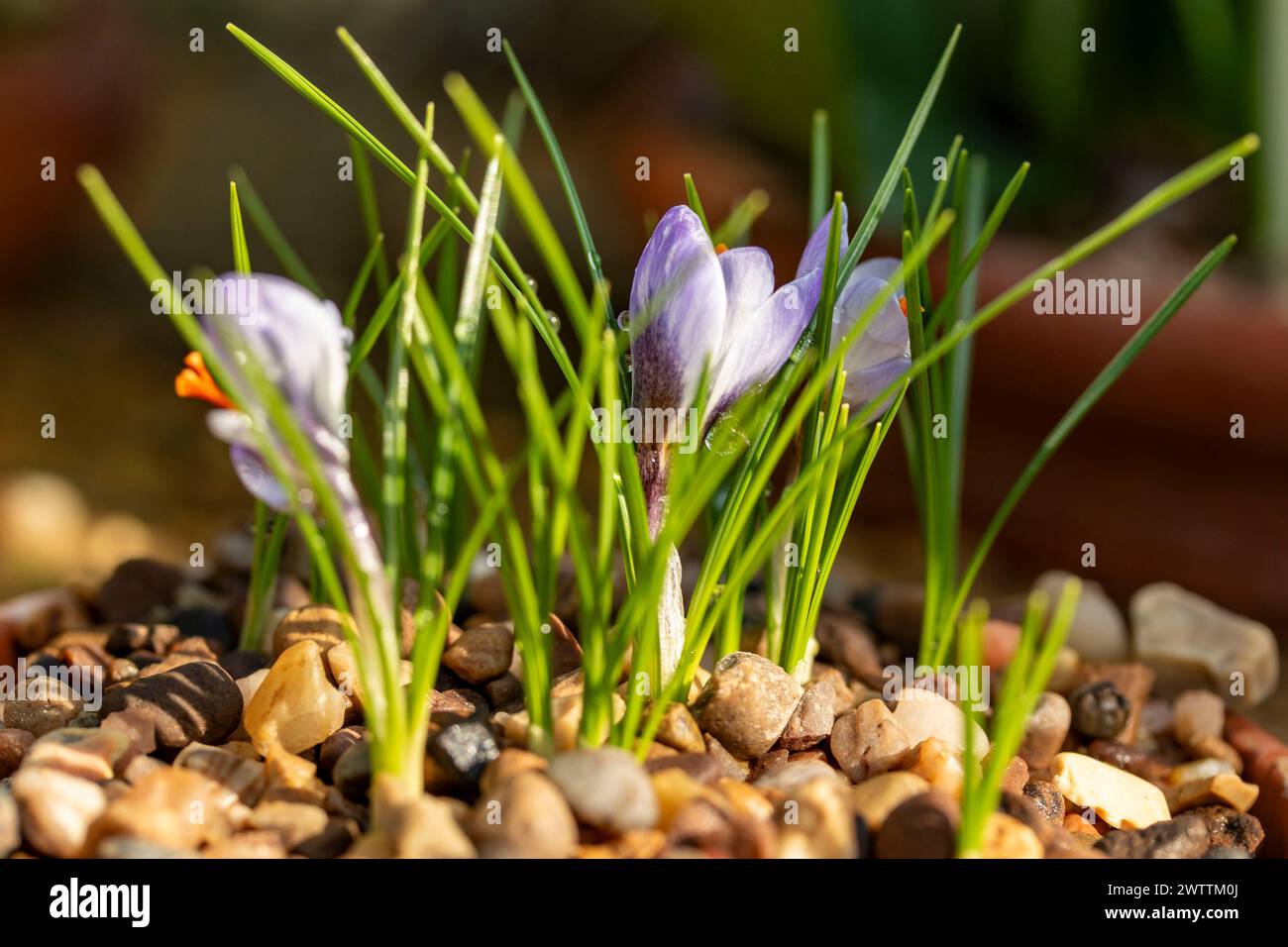 Small clump of the stunning Crocus Biflorus 'Blue Pearl’. Natural close ...
