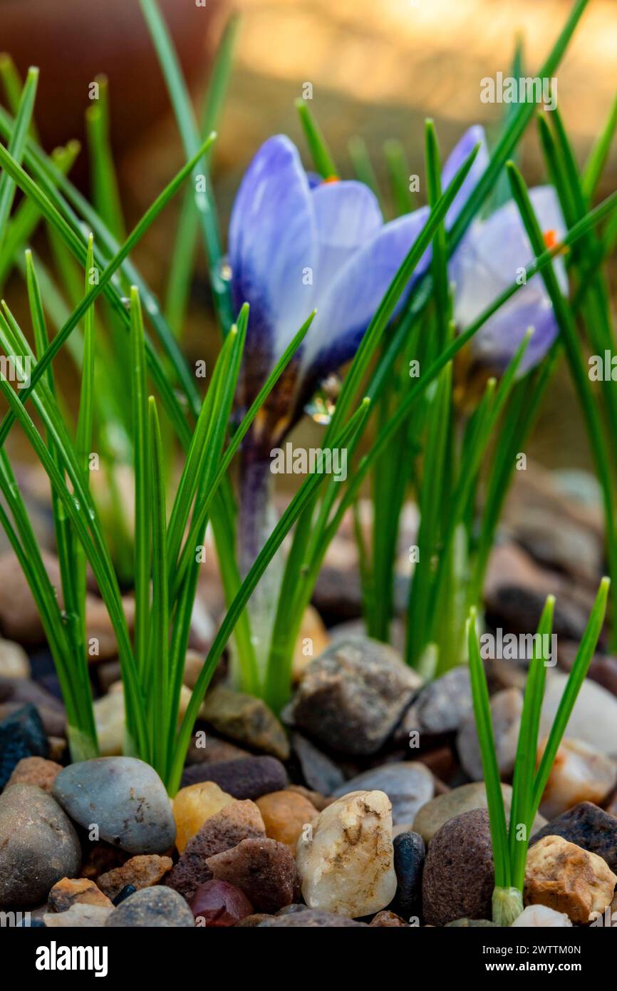 Small clump of the stunning Crocus Biflorus 'Blue Pearl’. Natural close ...