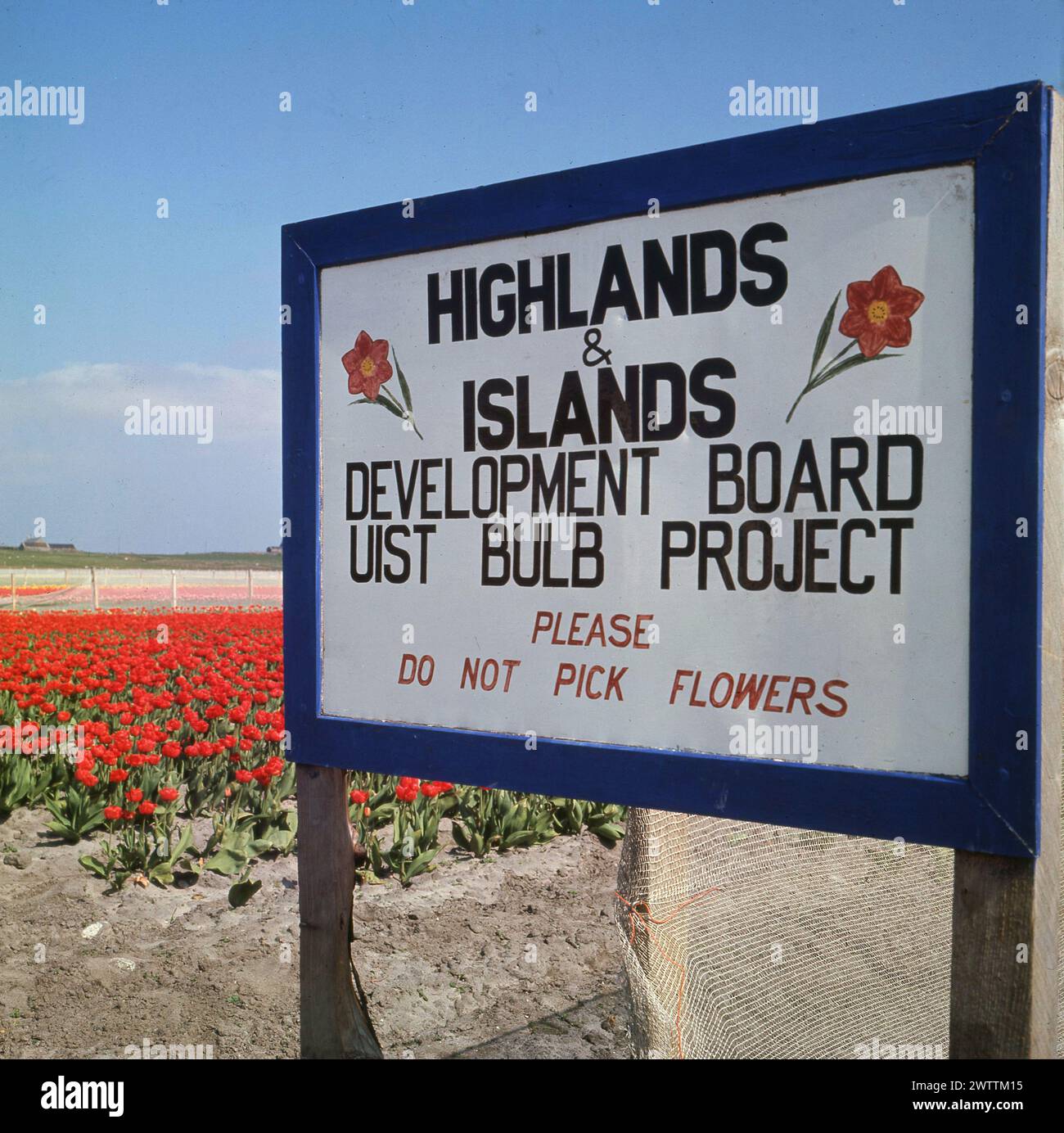 1960s, historical, Flowers growing in a field, Bailemor, North Uist ...