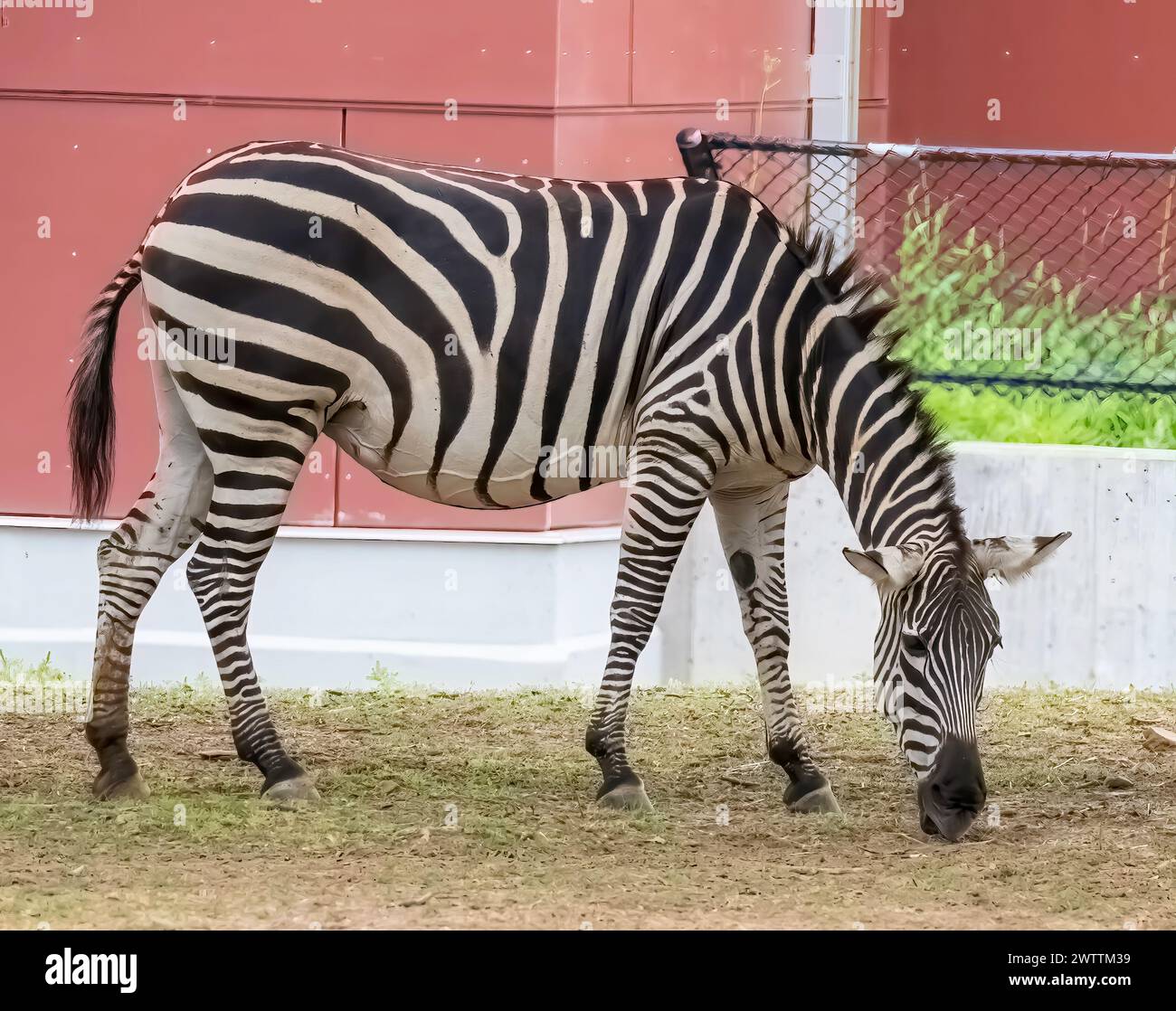 Black and white striped zebra in its pen on a summer day at Como Park ...