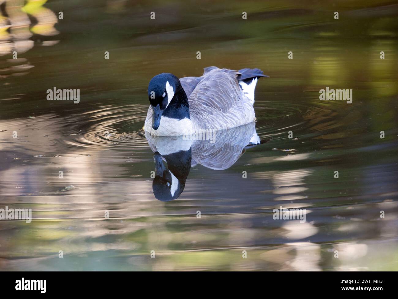 Canada goose resting hi-res stock photography and images - Alamy