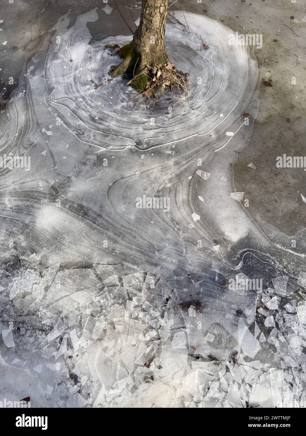 thin transparent ice on a puddle in the park on a spring day, foliage ...