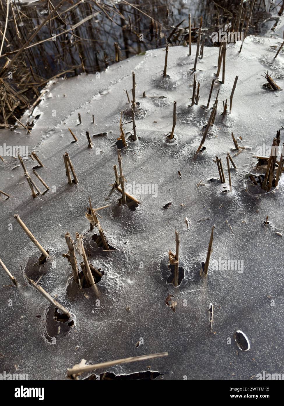 thin transparent ice on a puddle in the park on a spring day, foliage ...