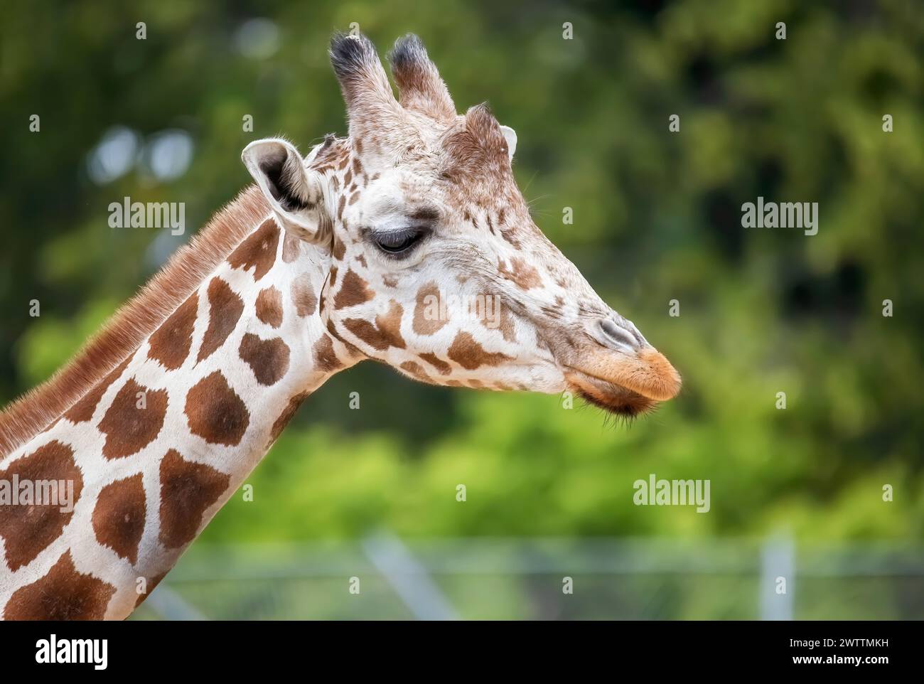Closeup of a giraffe on a summer day at Como Park Zoo and Conservatory ...