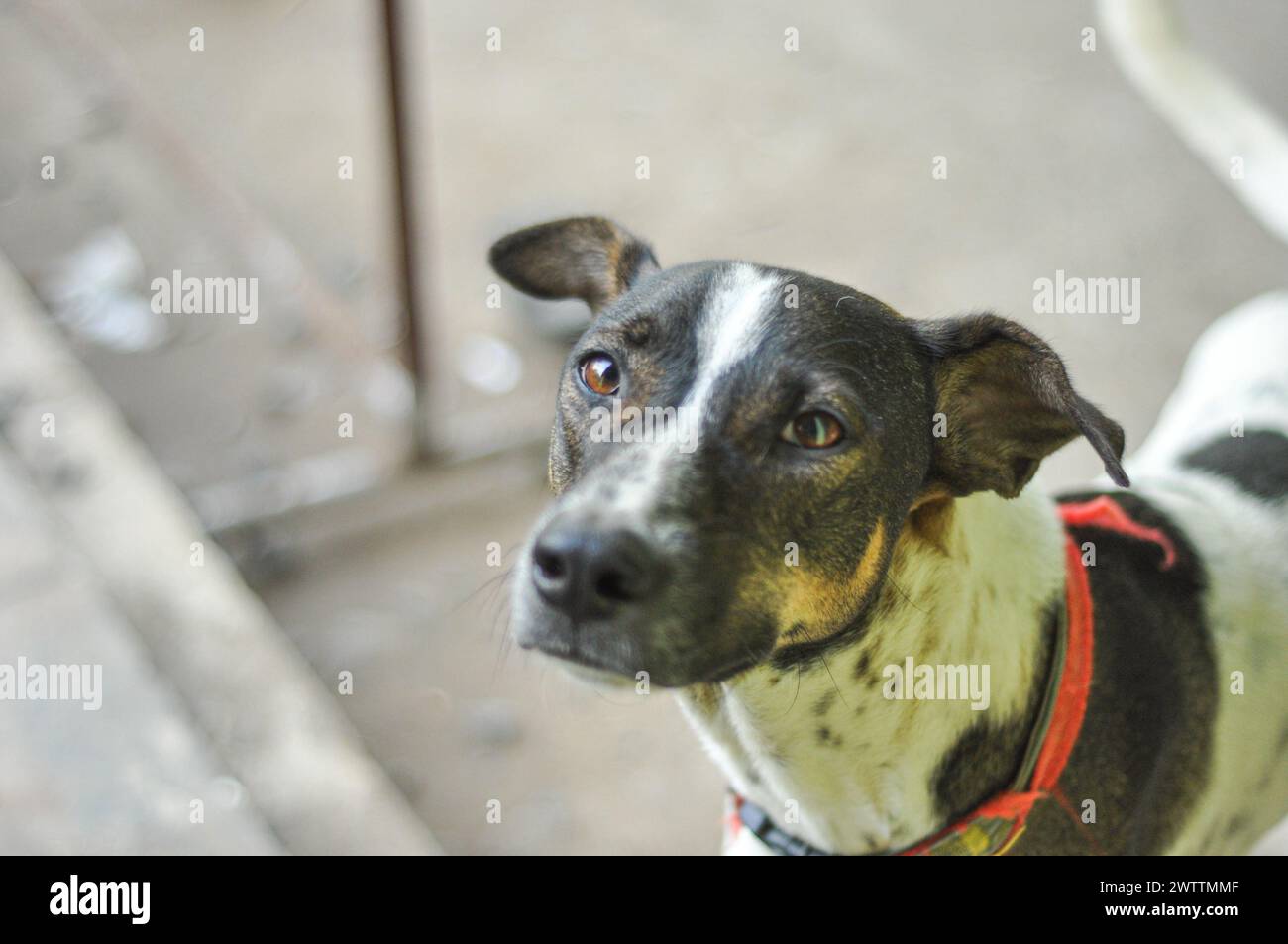 Indonesian mongrel dog stands on the ground and facing the camera Stock ...