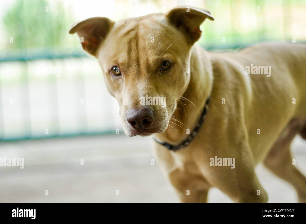 Indonesian mongrel dog stands on the ground and facing the camera Stock ...