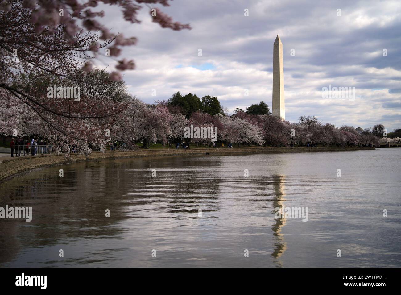 Tidal basin cherry hi-res stock photography and images - Alamy