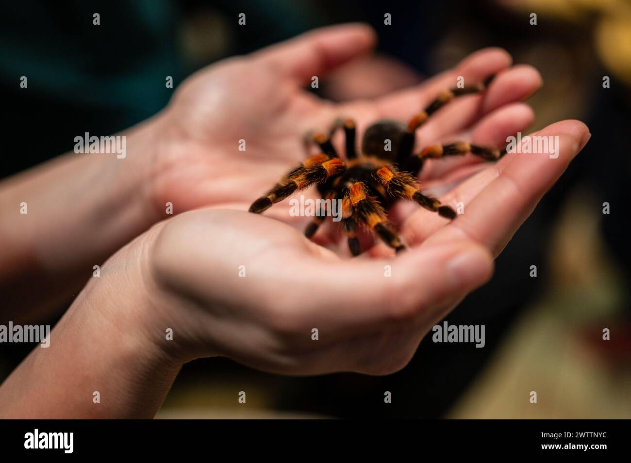 Arthropods Workshop taught by the entomologist and environmental ...