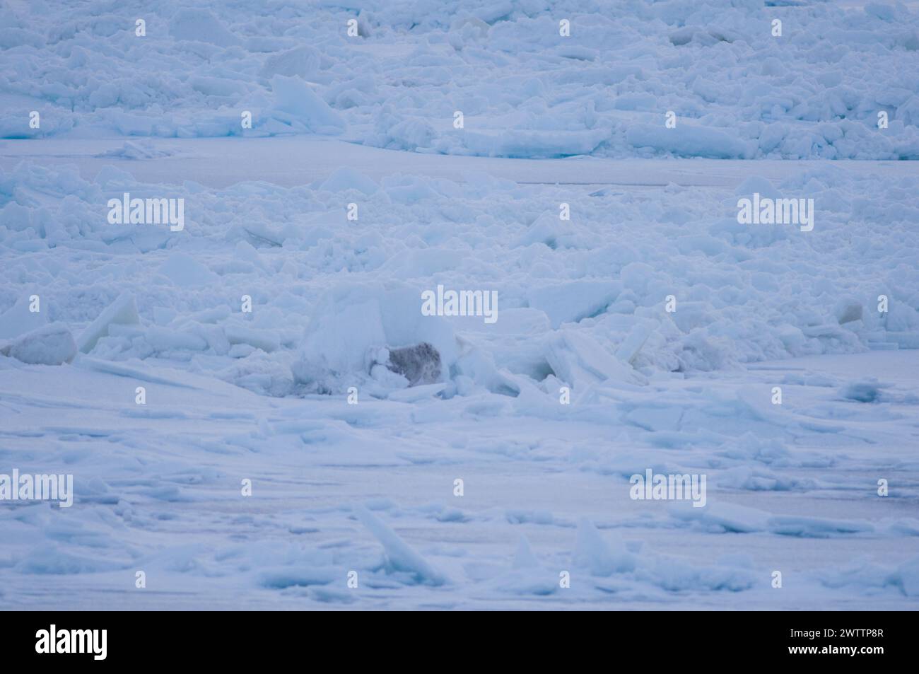 Seascape of rough pack ice over the Chukchi sea in springtime, off ...