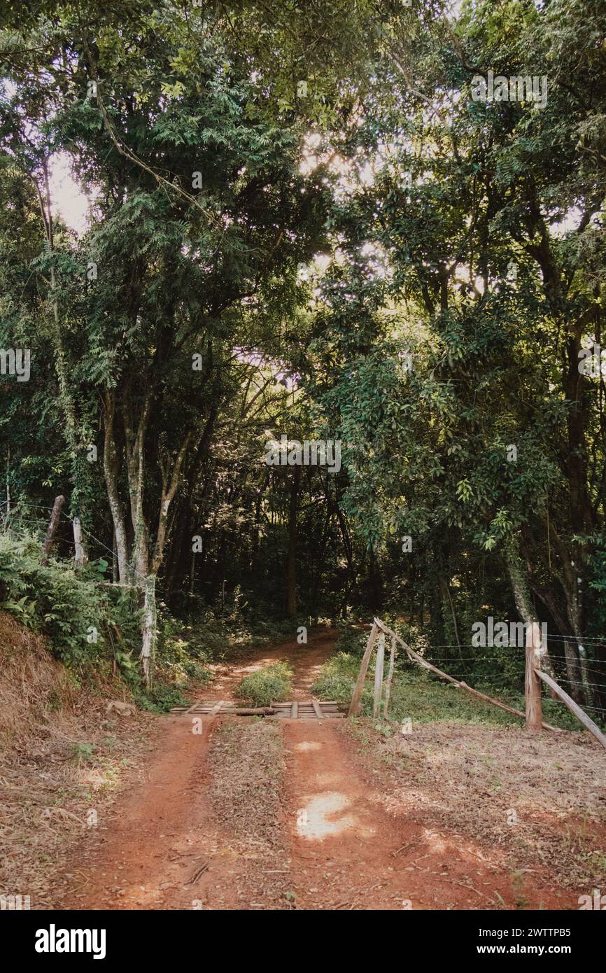 entry path of the dark forest Stock Photo - Alamy
