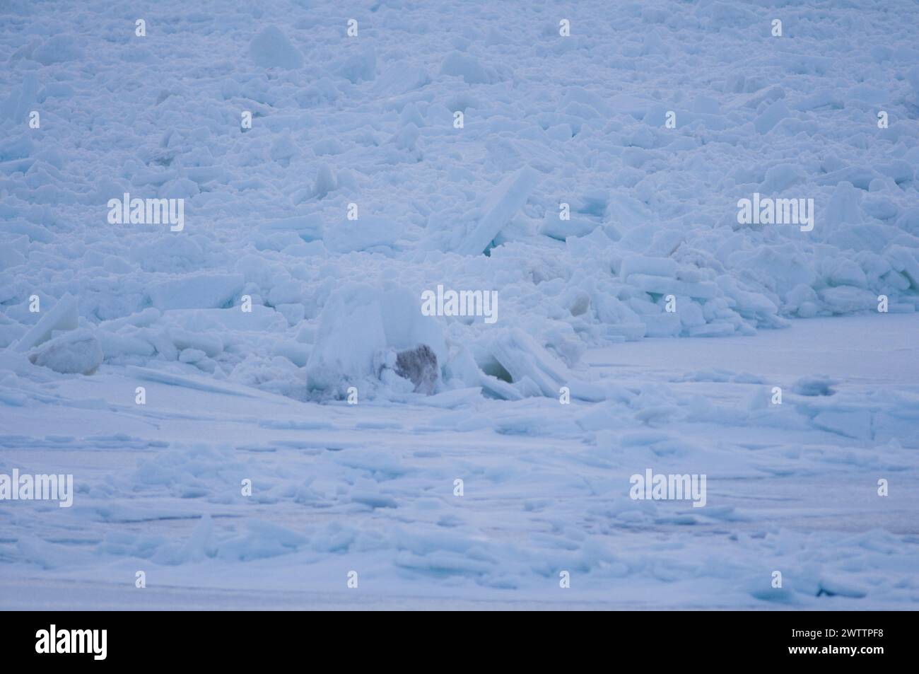 Seascape of rough pack ice over the Chukchi sea in springtime, off ...