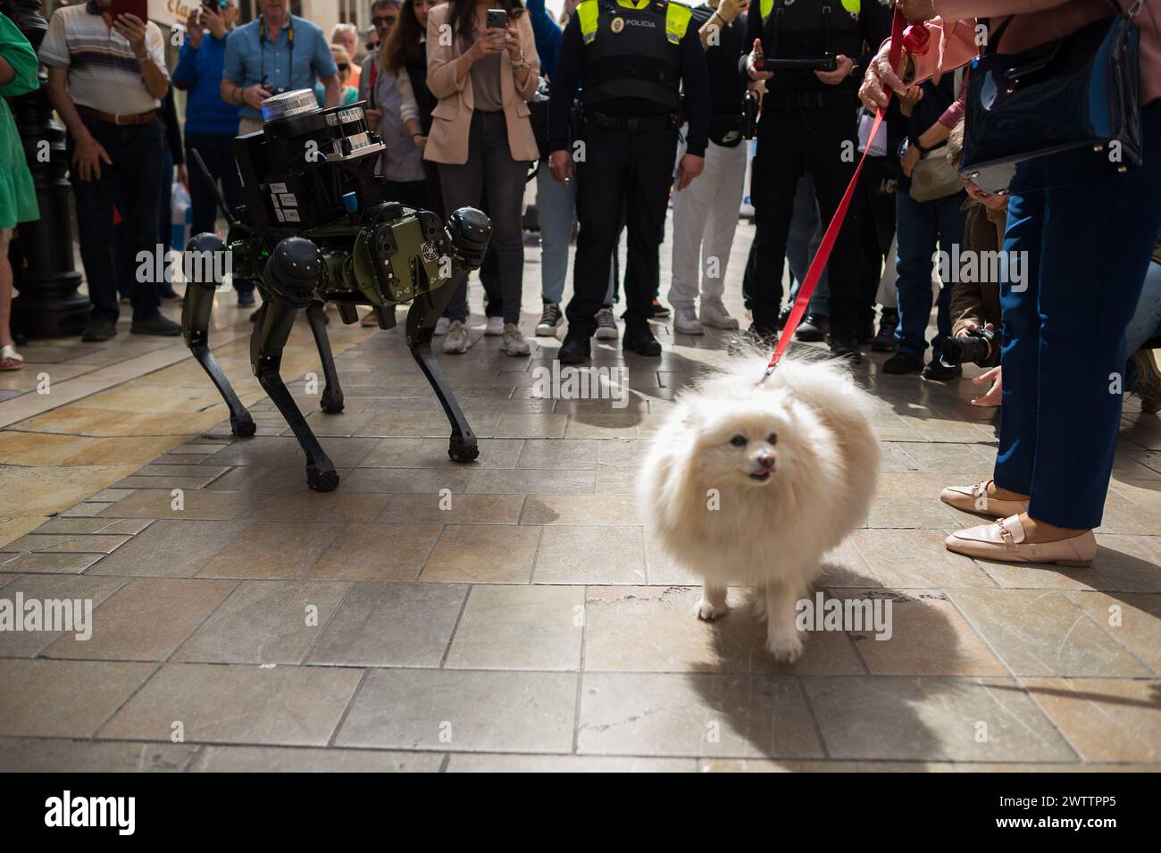A dog is seen next to a robotic police dog prototype during its ...