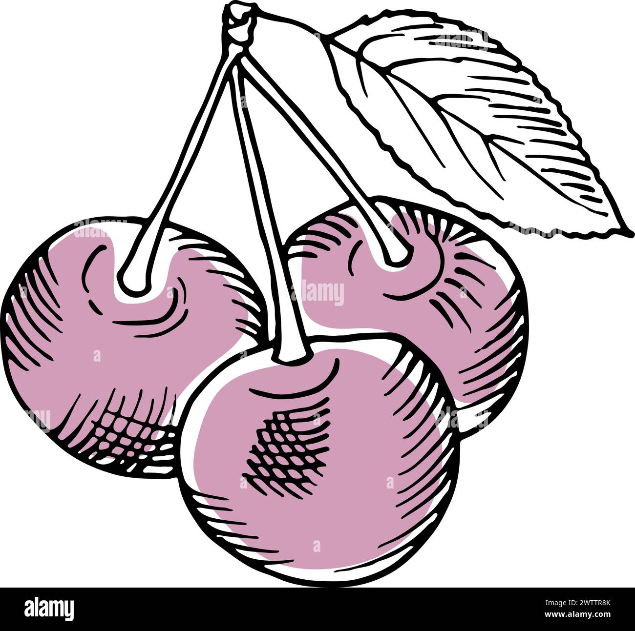 Cherry sketch design hi-res stock photography and images - Alamy