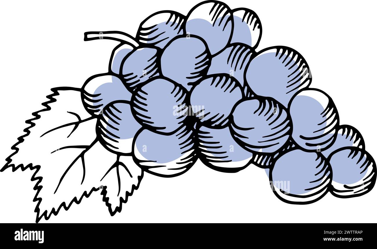 Grape bunch sketch. Sweet wine berry color drawing Stock Vector Image ...