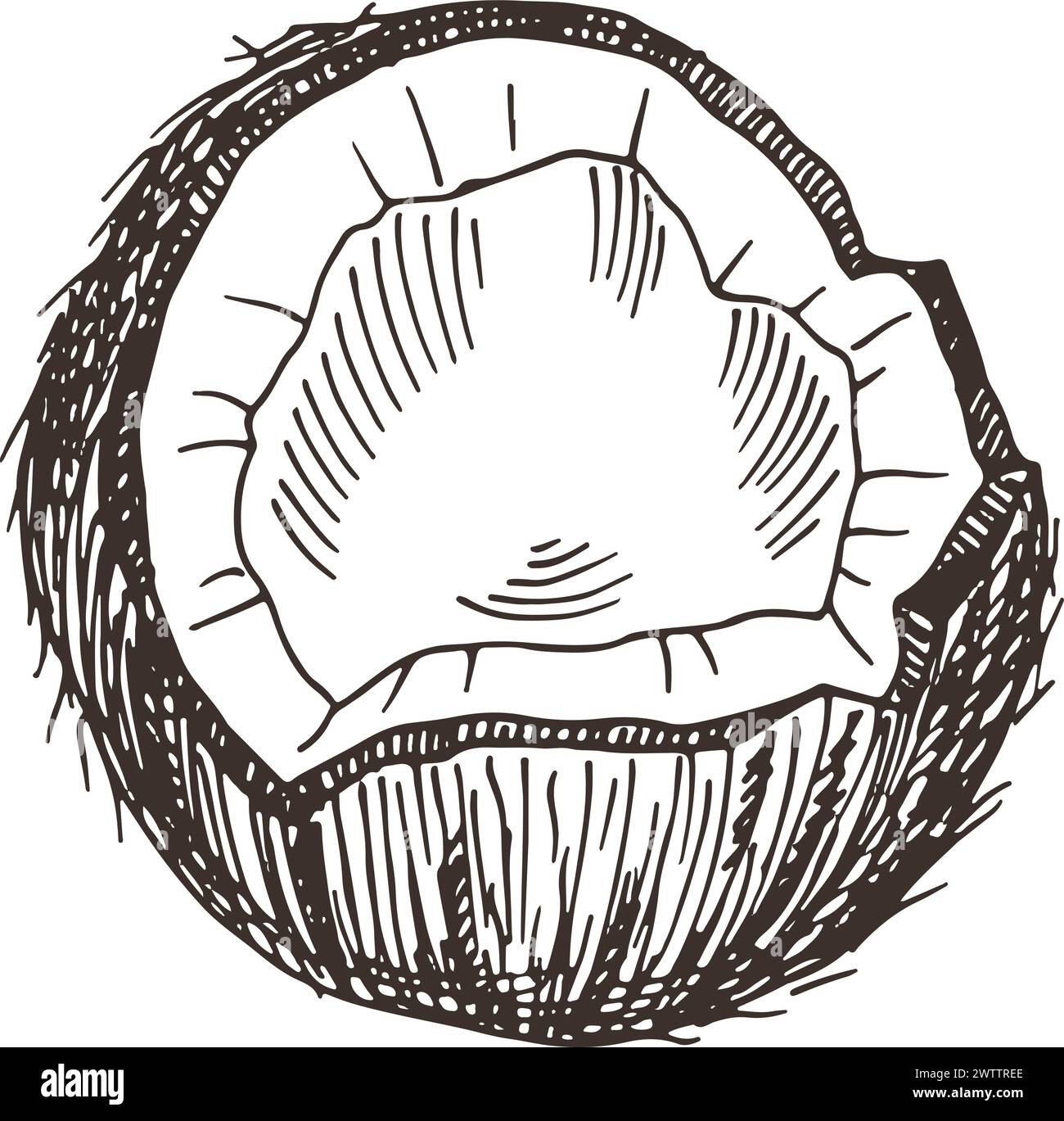 Coconut sketch hi-res stock photography and images - Alamy