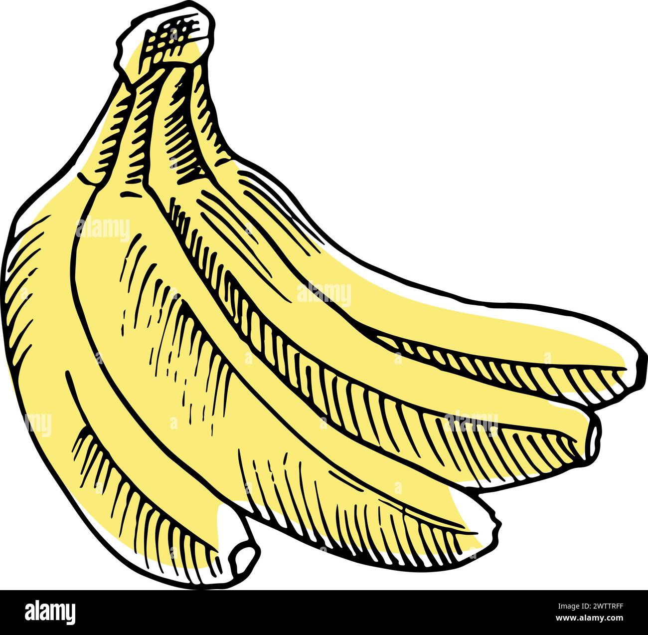 Banana sketch. Sweet jungle fruit bunch drawing Stock Vector Image ...