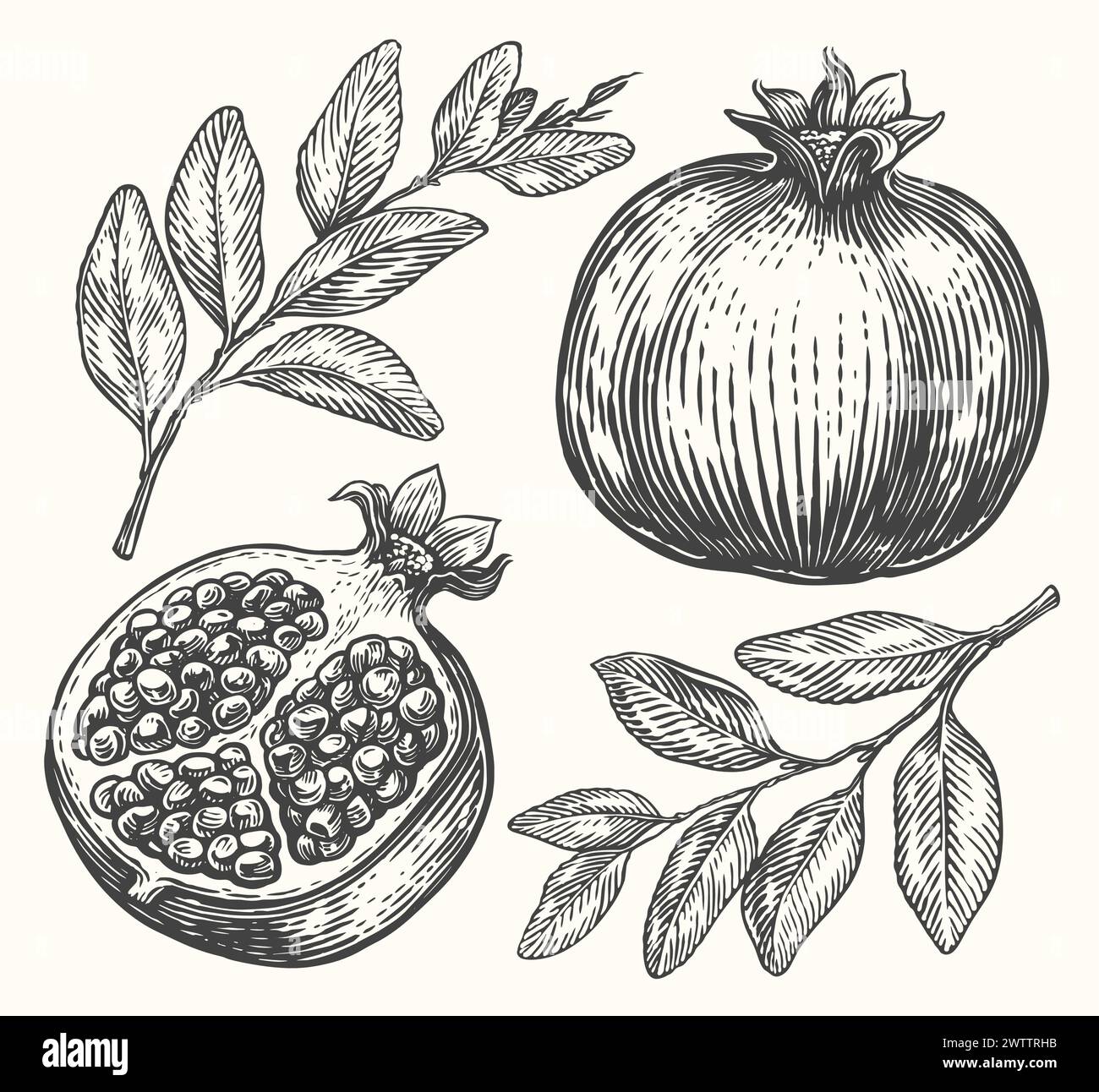 Exotic seed Stock Vector Images - Alamy