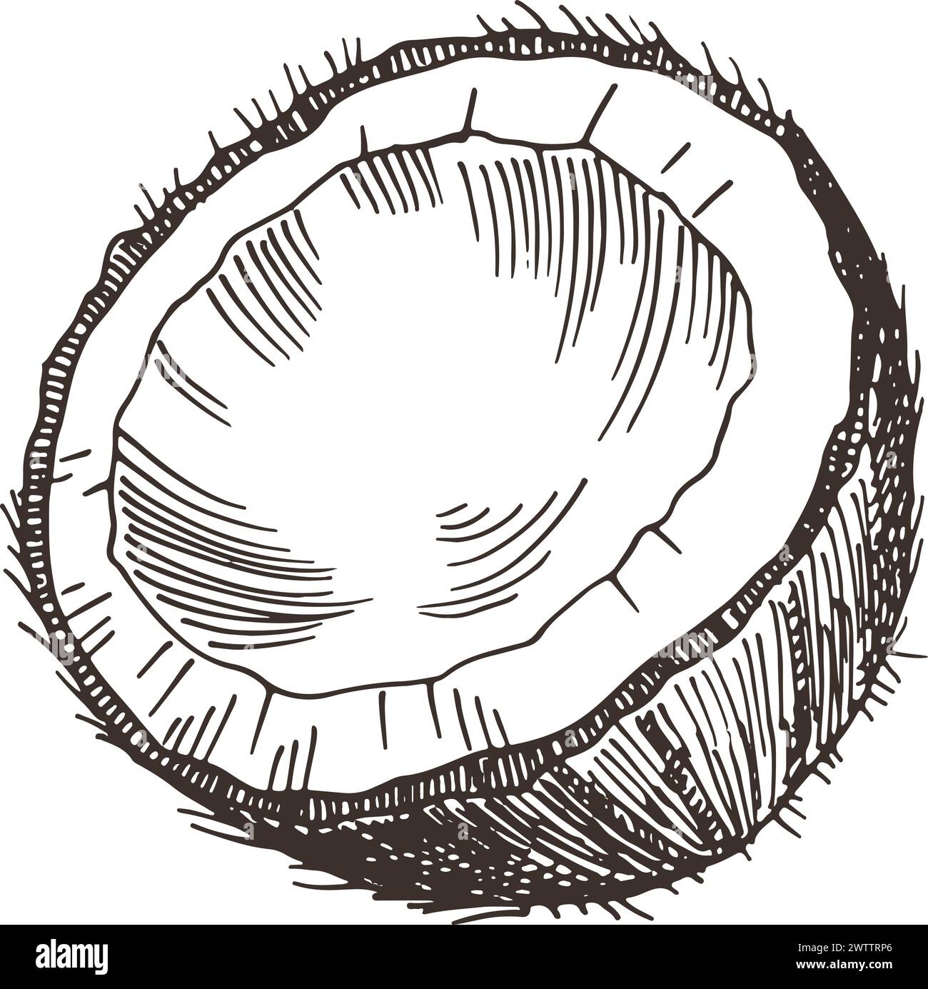 Coconut sketch hi-res stock photography and images - Alamy