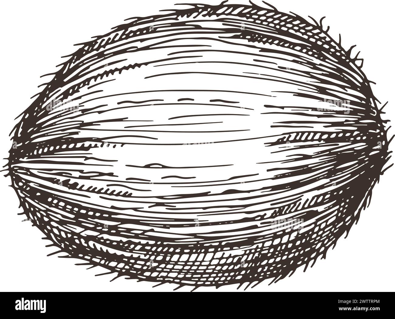 Whole half tropical coconut Stock Vector Images - Alamy