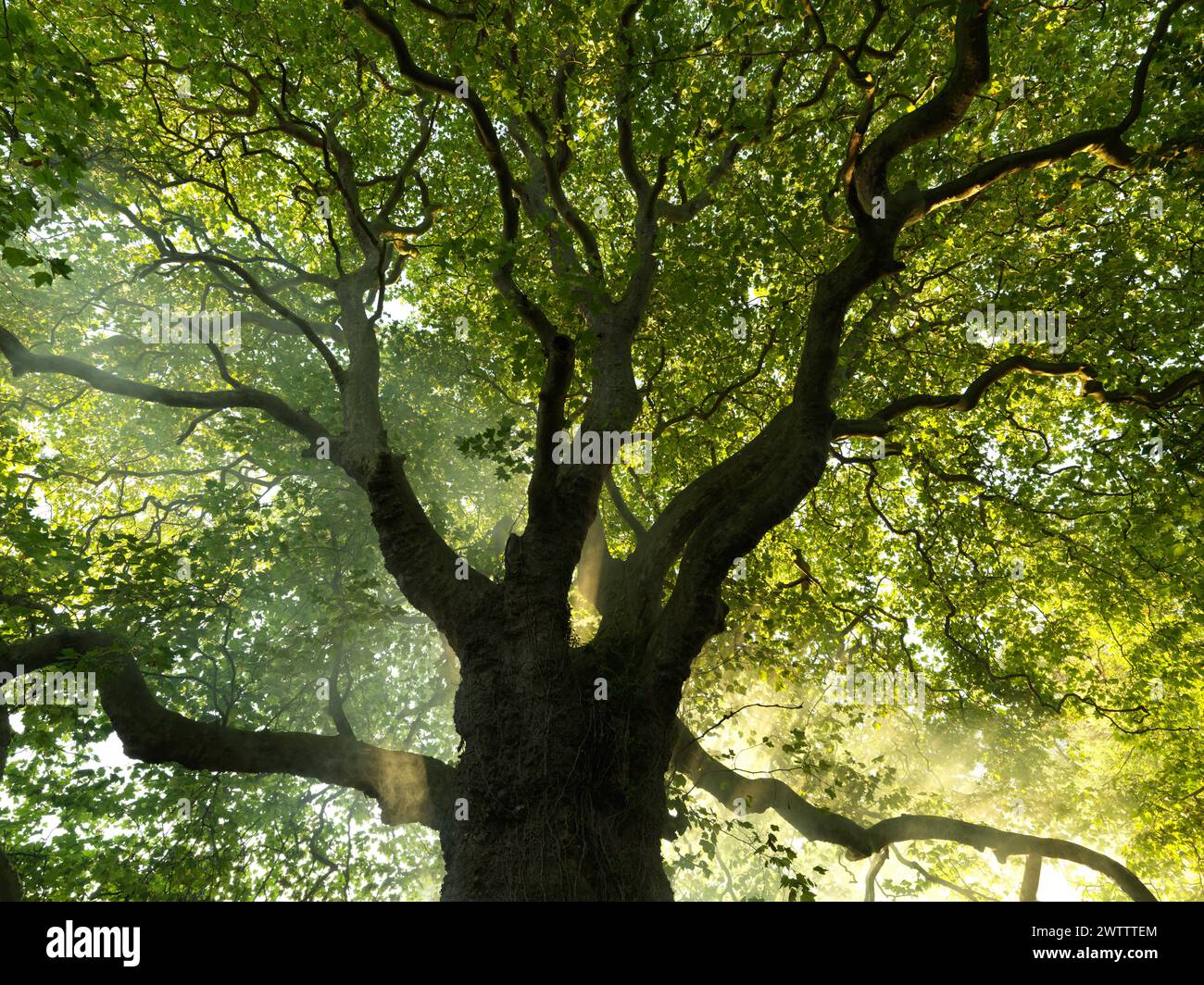 Sunlight through leaves of tree hi-res stock photography and images - Alamy