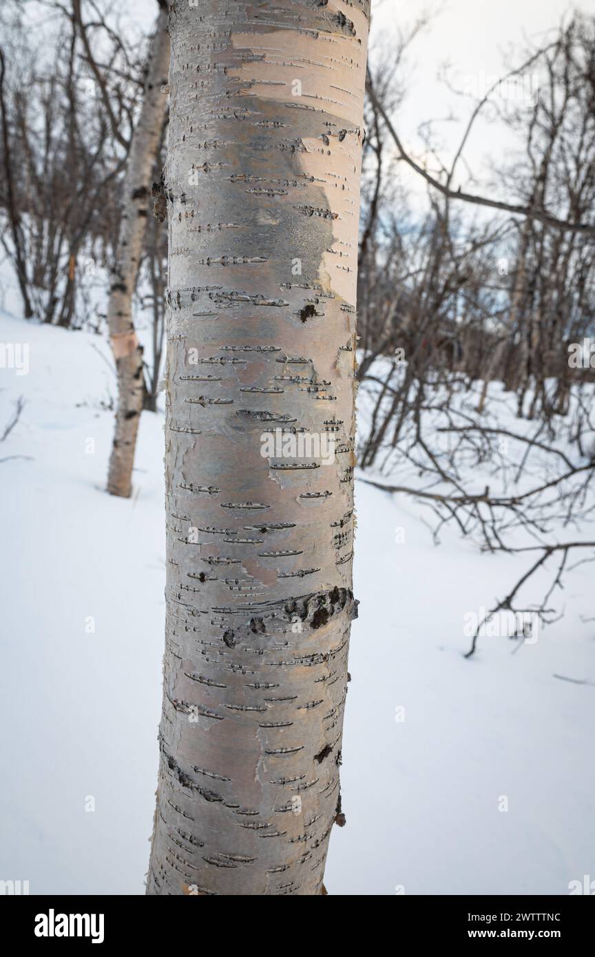 Detailed image of the textured bark of a birch tree in the forests of ...