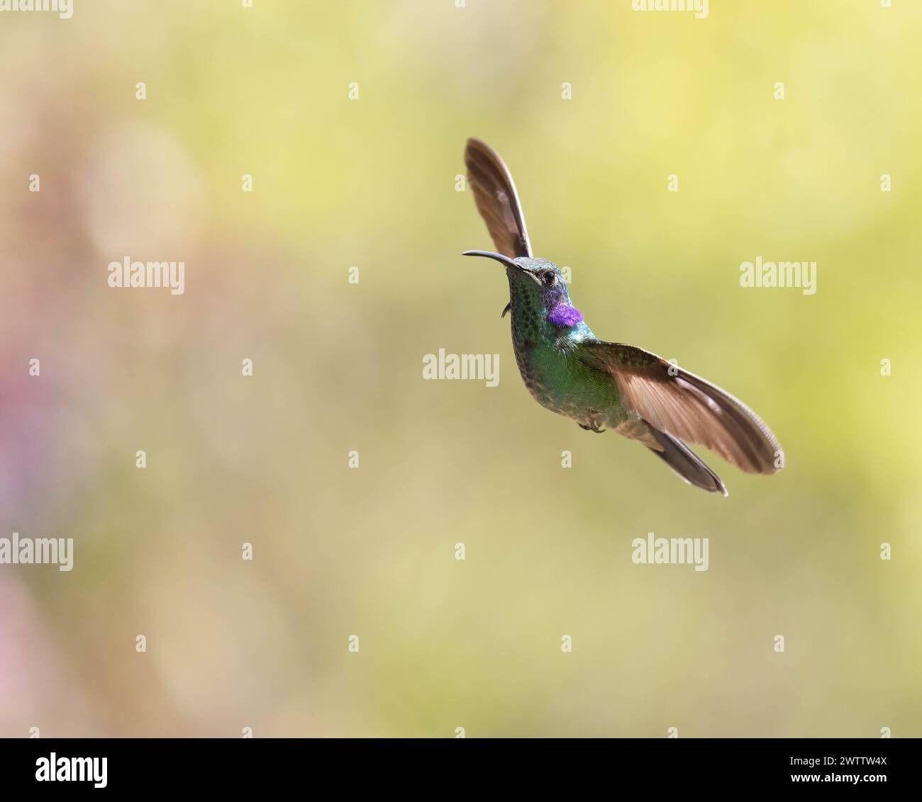 Closeup Male Violet-ear hummingbird flying with soft green background ...
