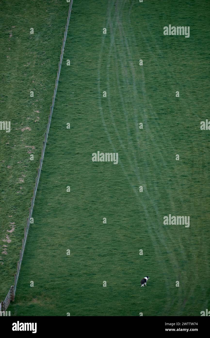 Green grass field divided by fence and a dog. Pentland Hills, Scotland ...
