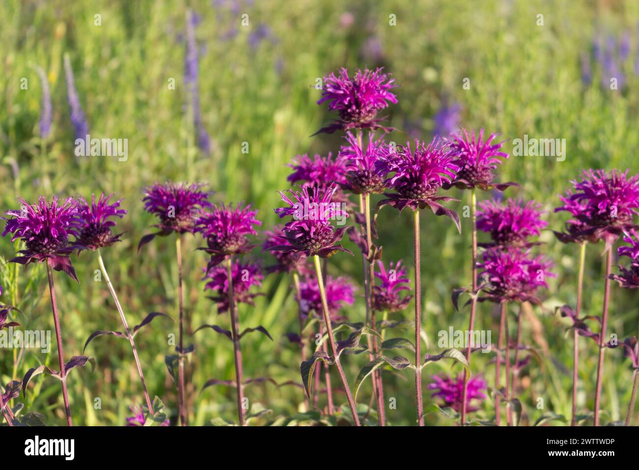 Close-up of the border of a flowering garden with Monarda. Outdoor ...