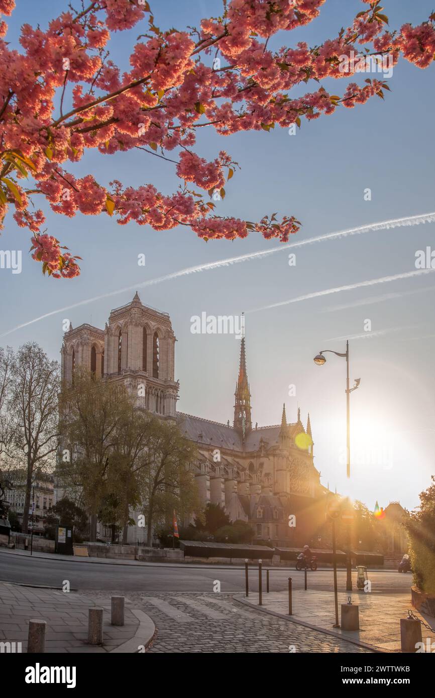 Paris, Notre Dame cathedral with spring trees in France Stock Photo - Alamy
