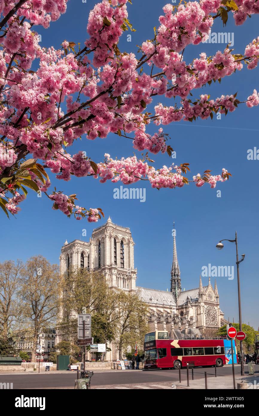 Paris, Notre Dame cathedral with spring trees in France Stock Photo - Alamy