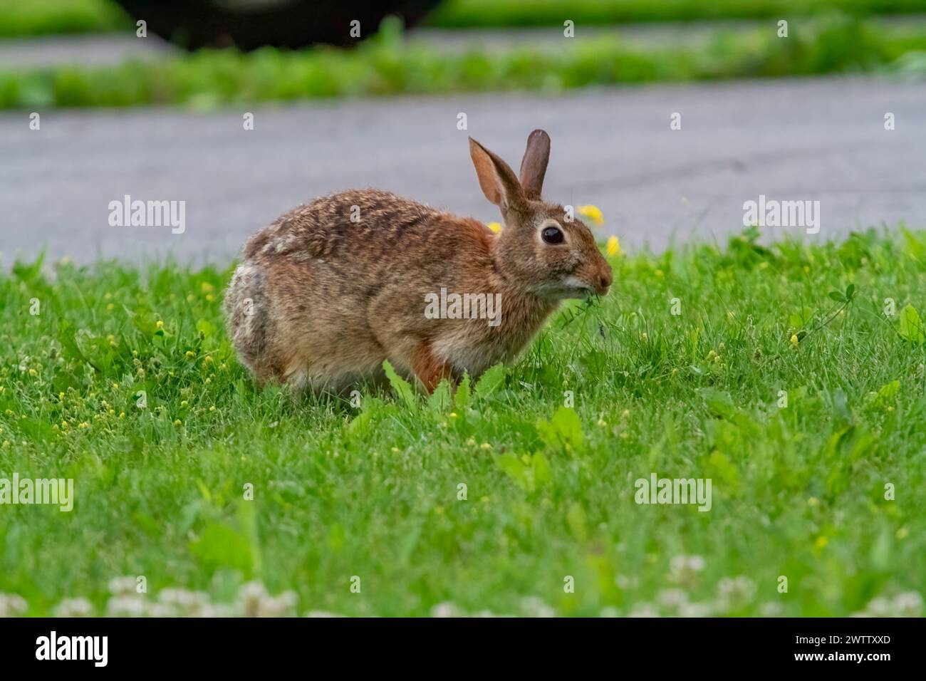 Wildlife lawn wild flowers hi-res stock photography and images - Alamy
