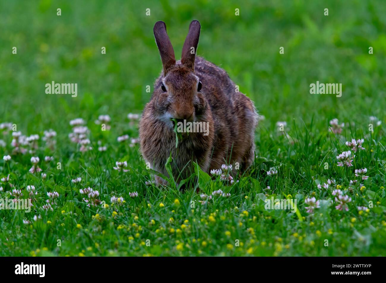 Wildlife lawn wild flowers hi-res stock photography and images - Alamy