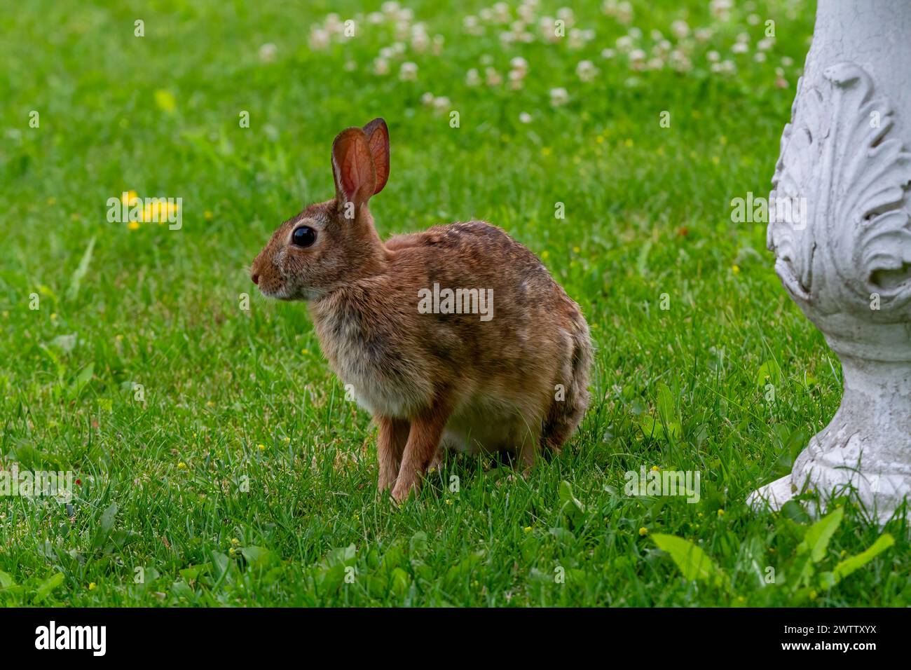 Wildlife lawn wild flowers hi-res stock photography and images - Alamy