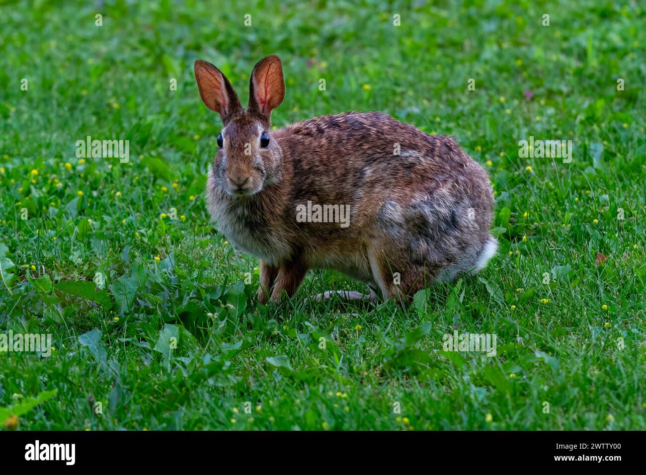 Wildlife lawn wild flowers hi-res stock photography and images - Alamy
