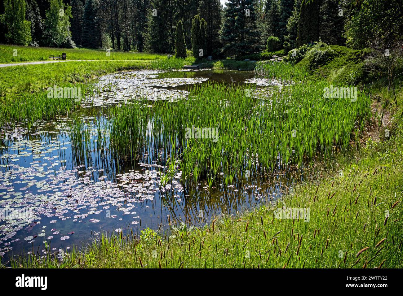 Natural scenery in arboretum Tesarske Mlynany, Slovak republic. Travel ...