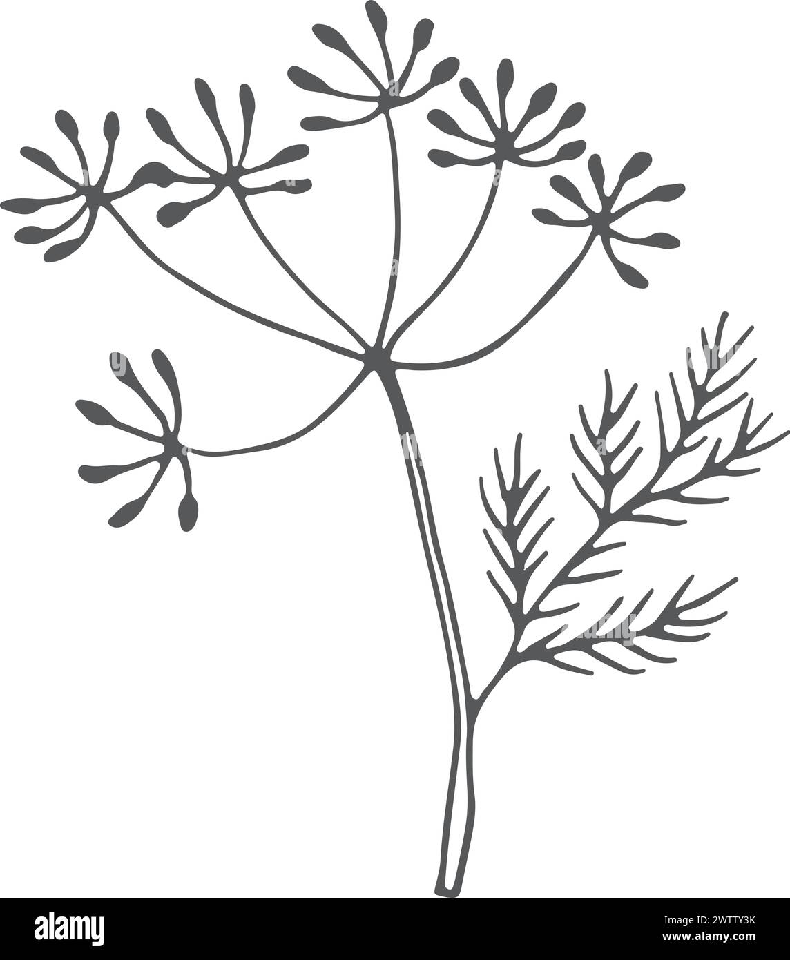 Dill sketch. Food cooking ingredient. Herb drawing Stock Vector Image ...