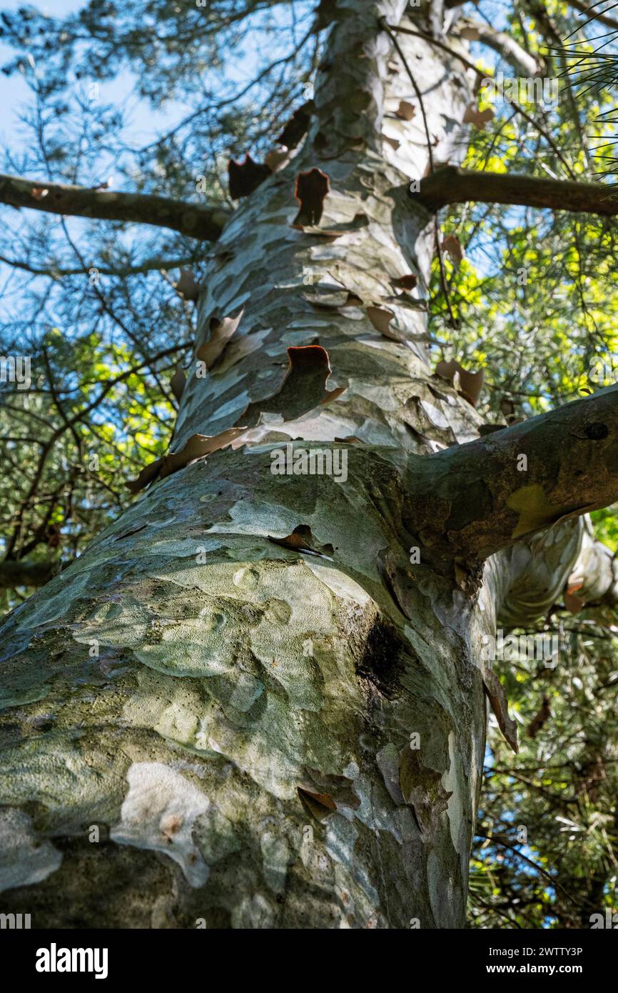 Detail of sycamore tree, arboretum Tesarske Mlynany, Slovak republic ... Detail of sycamore tree, arboretum Tesarske Mlynany, Slovak republic ...