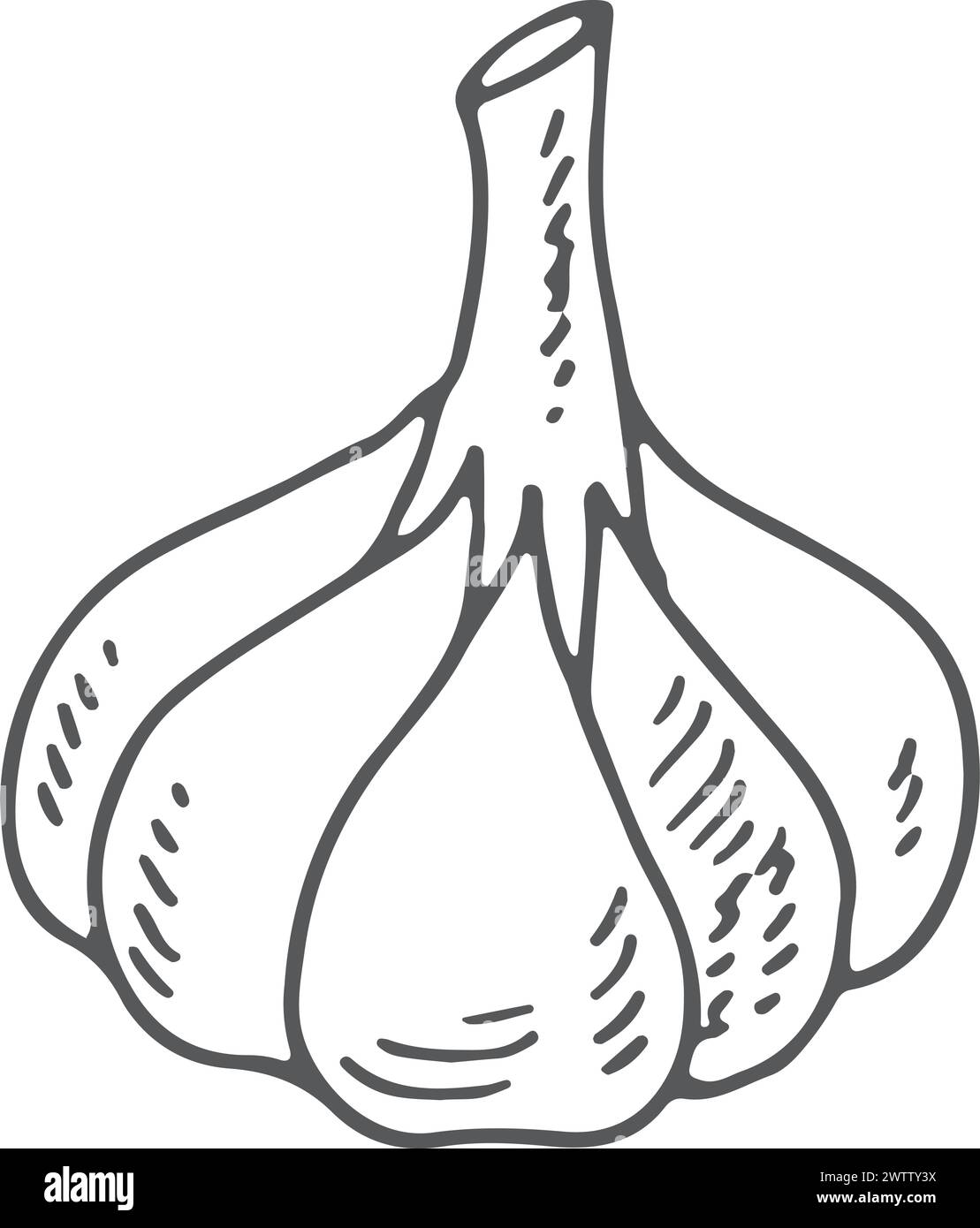 Garlic bulb sketch. Food spice. Vegetable clove Stock Vector Image ...