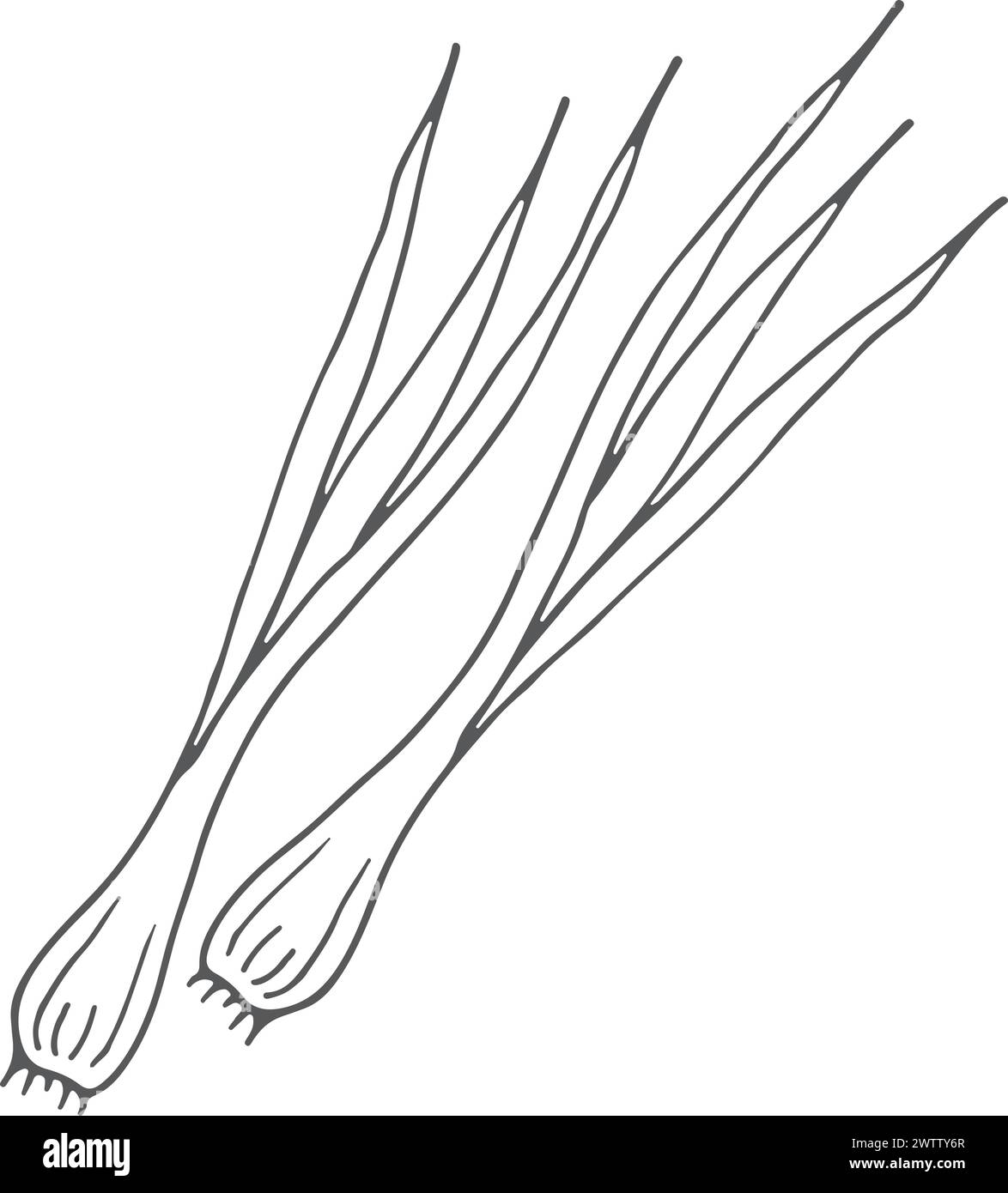 Onion vegetable Black and White Stock Photos & Images - Alamy